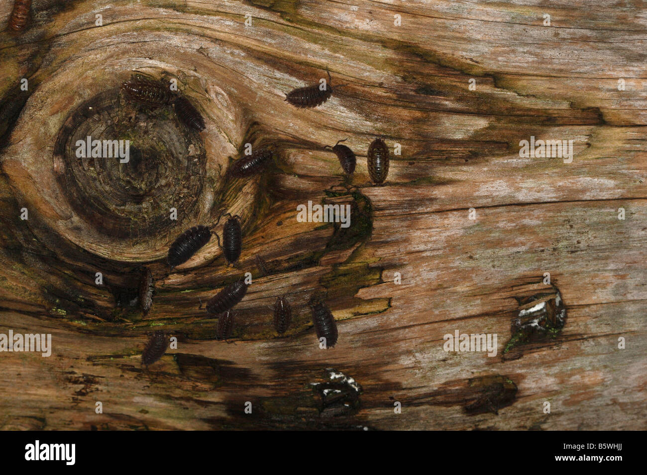 Poux de bois Banque de photographies et d’images à haute résolution - Alamy