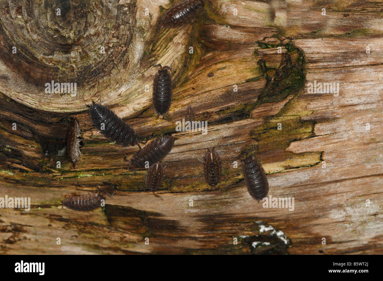 Poux de bois Banque de photographies et d’images à haute résolution - Alamy