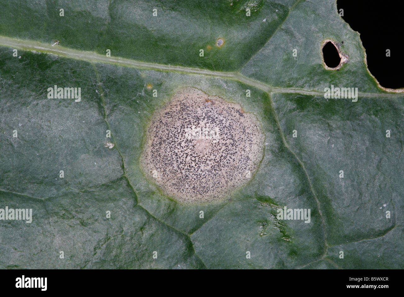 Mycosphaerella brassicicola Banque de photographies et d’images à haute ...