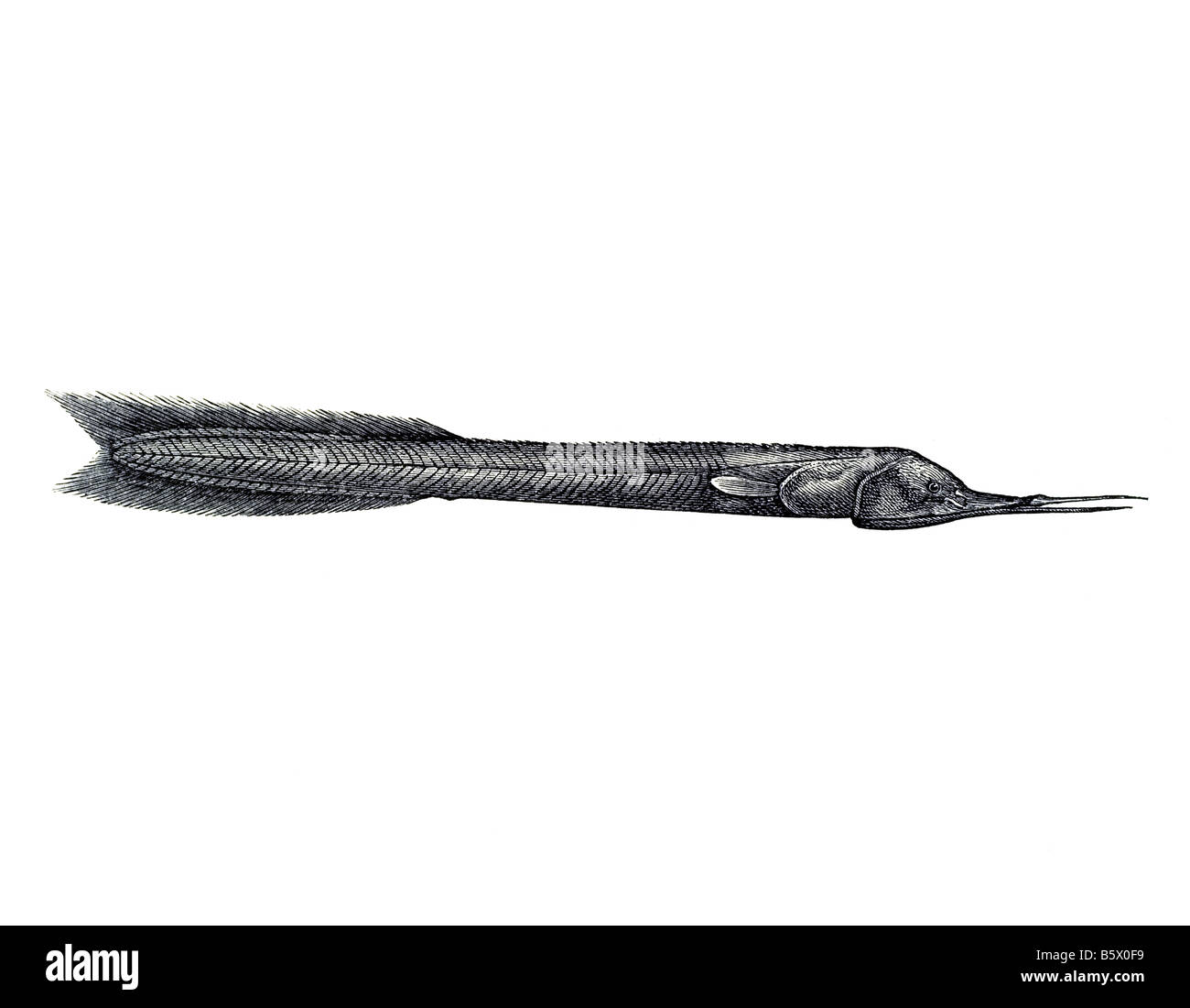 Snipe eels Banque de photographies et d’images à haute résolution - Alamy