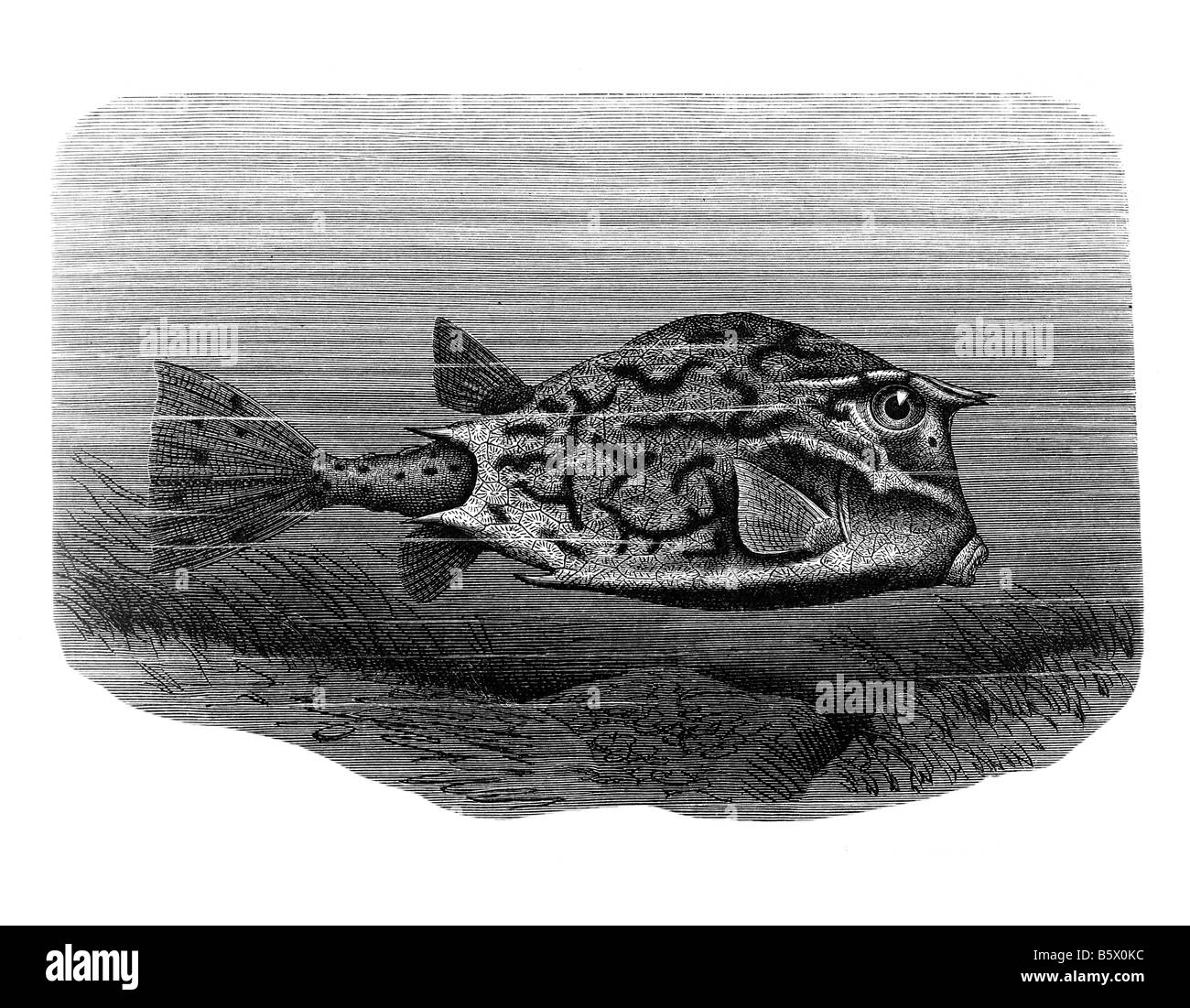 Famille Ostraciidae boxfish, Ordre Tetraodontiformes poisson osseux ...