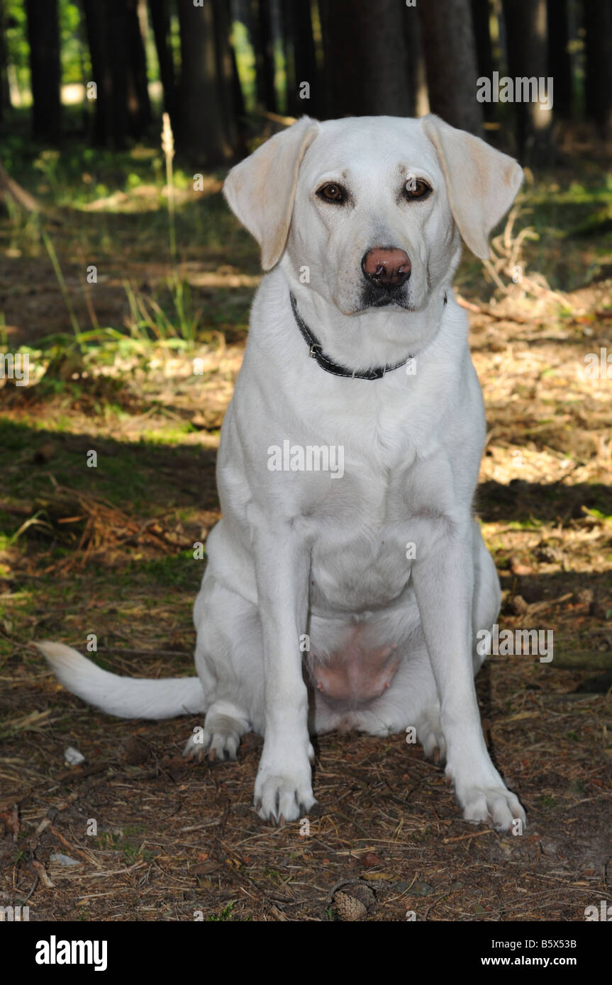 Labrador blanc Banque de photographies et d’images à haute résolution ...