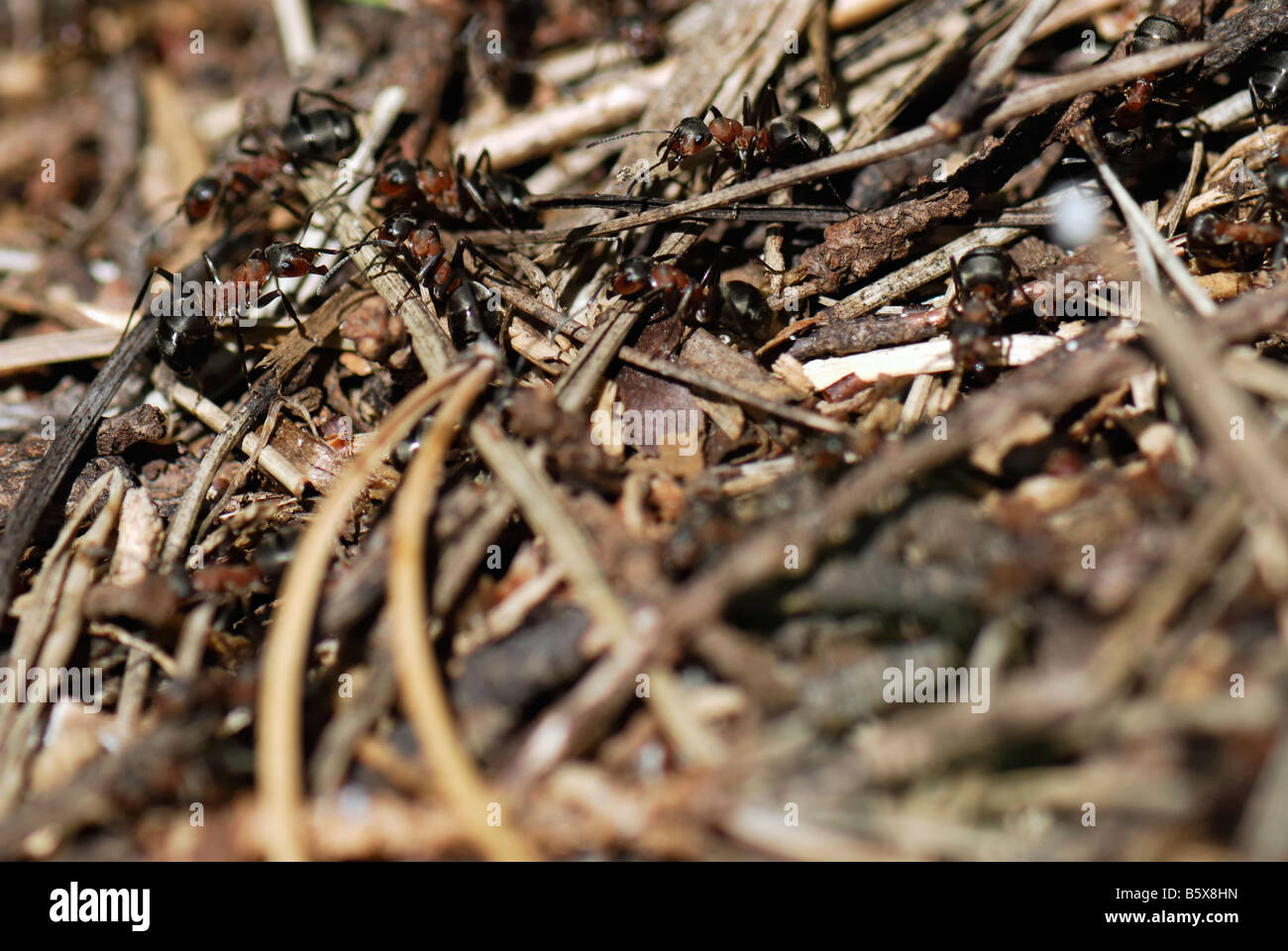 Structure des fourmis Banque de photographies et d’images à haute ...