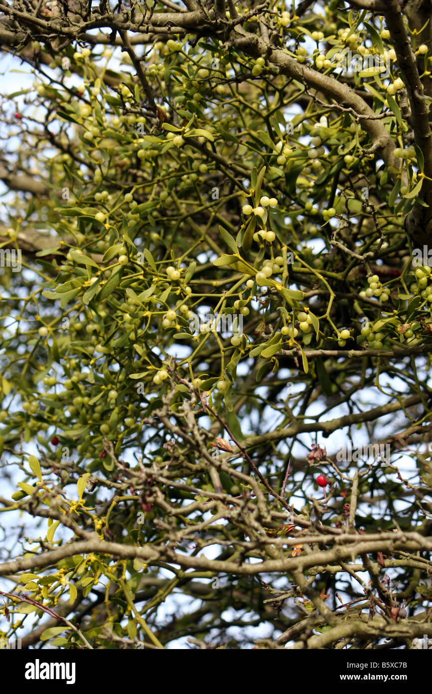 Le gui européen commun. Le Viscum album. De plus en plus d'un arbre ...