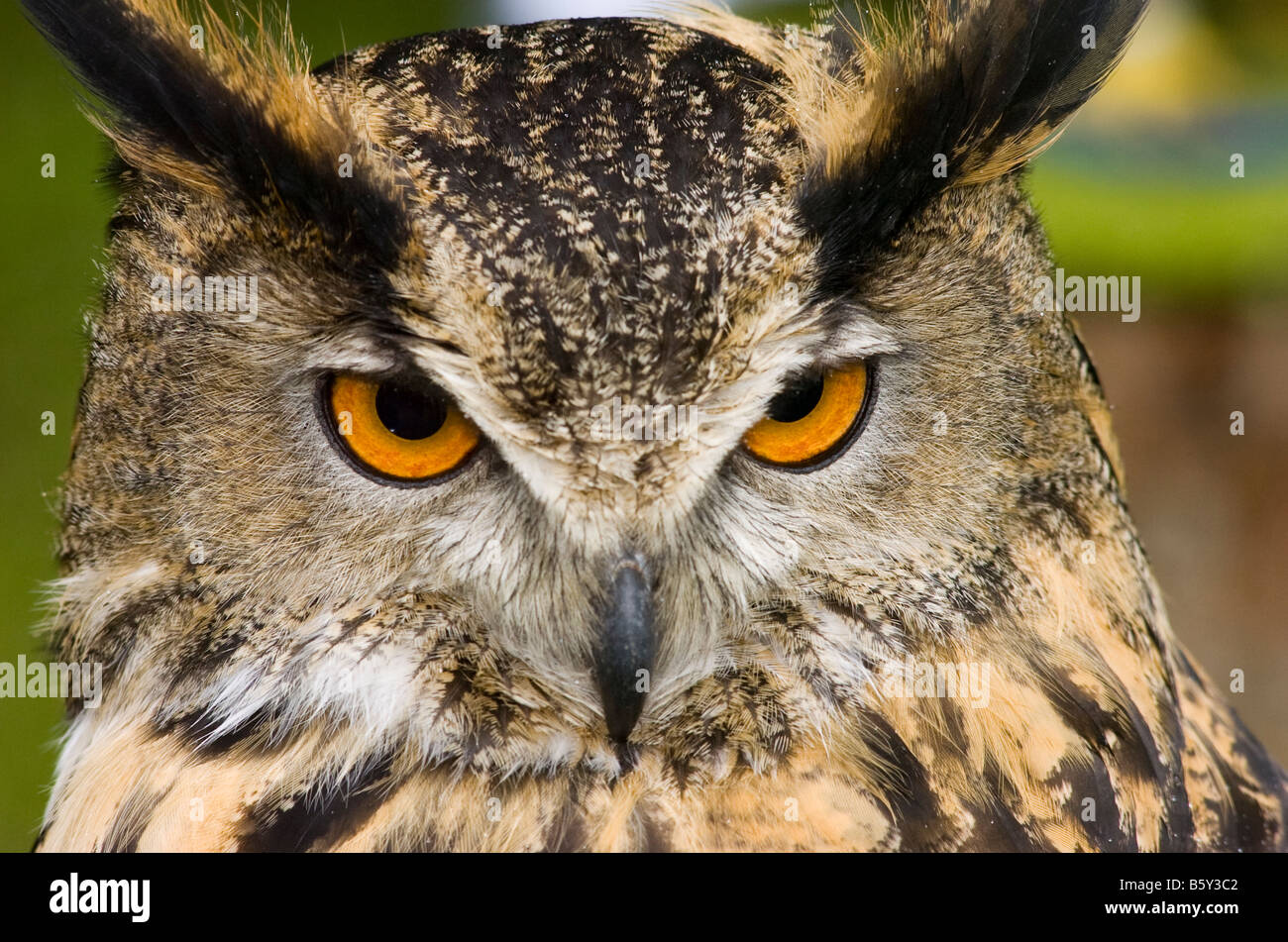 Bec de hibou Banque de photographies et d’images à haute résolution - Alamy