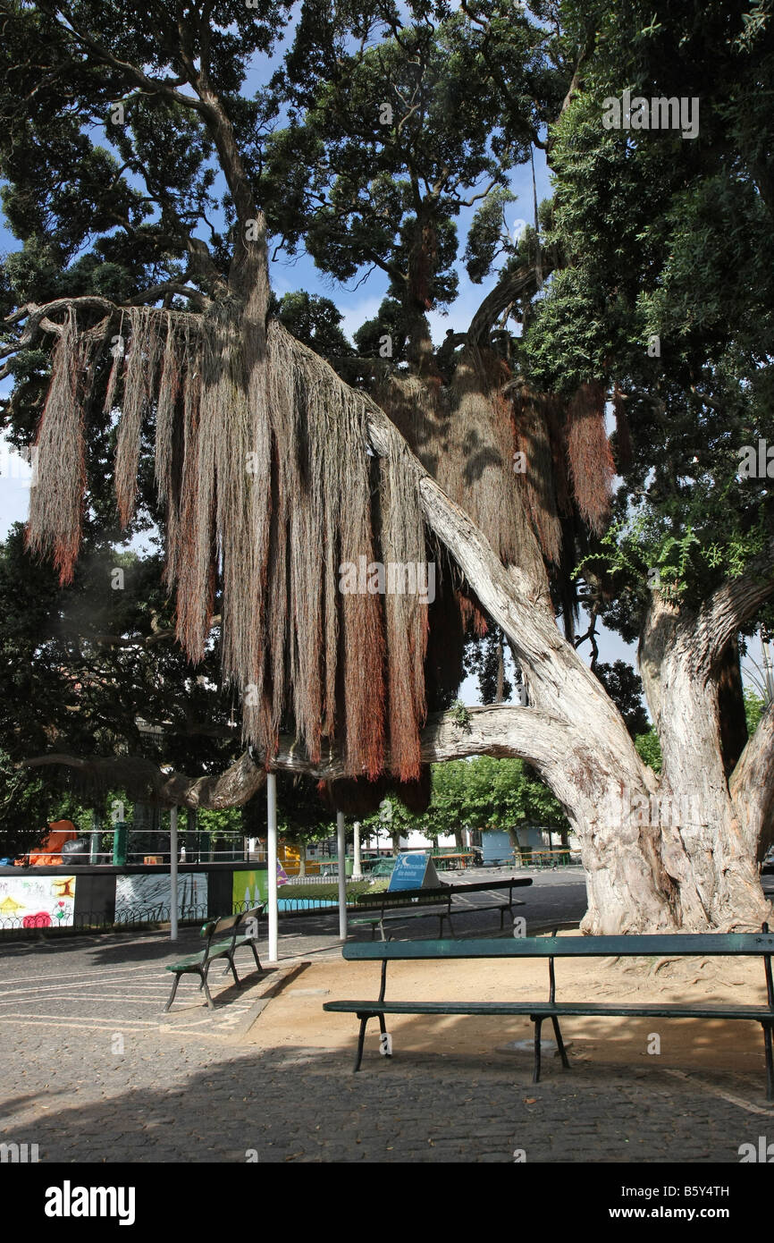 Racines aériennes d'un arbre sur une place à Ponta Delgada, Açores São ...