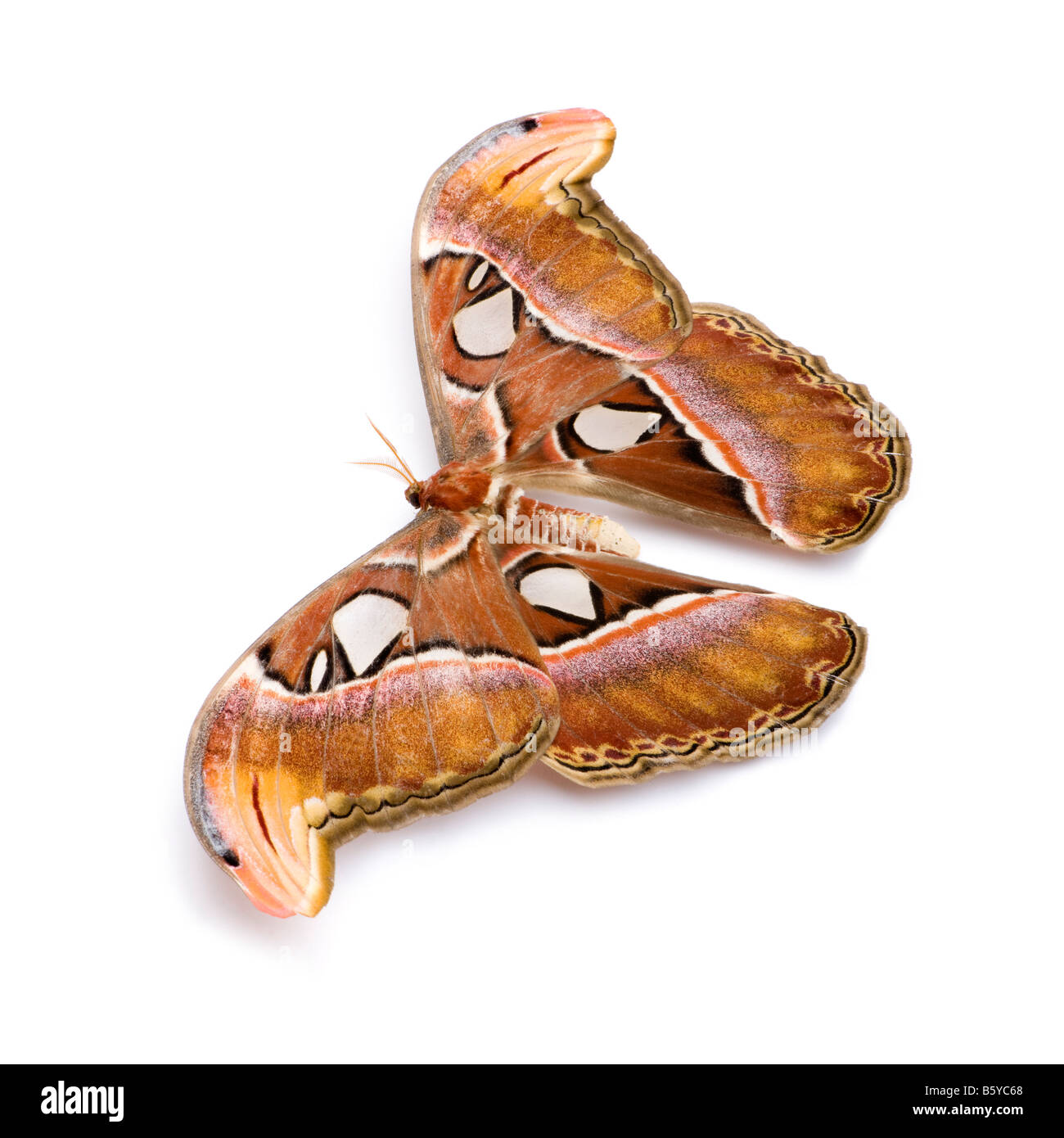 Attacus atlas moth Banque de photographies et d’images à haute ...
