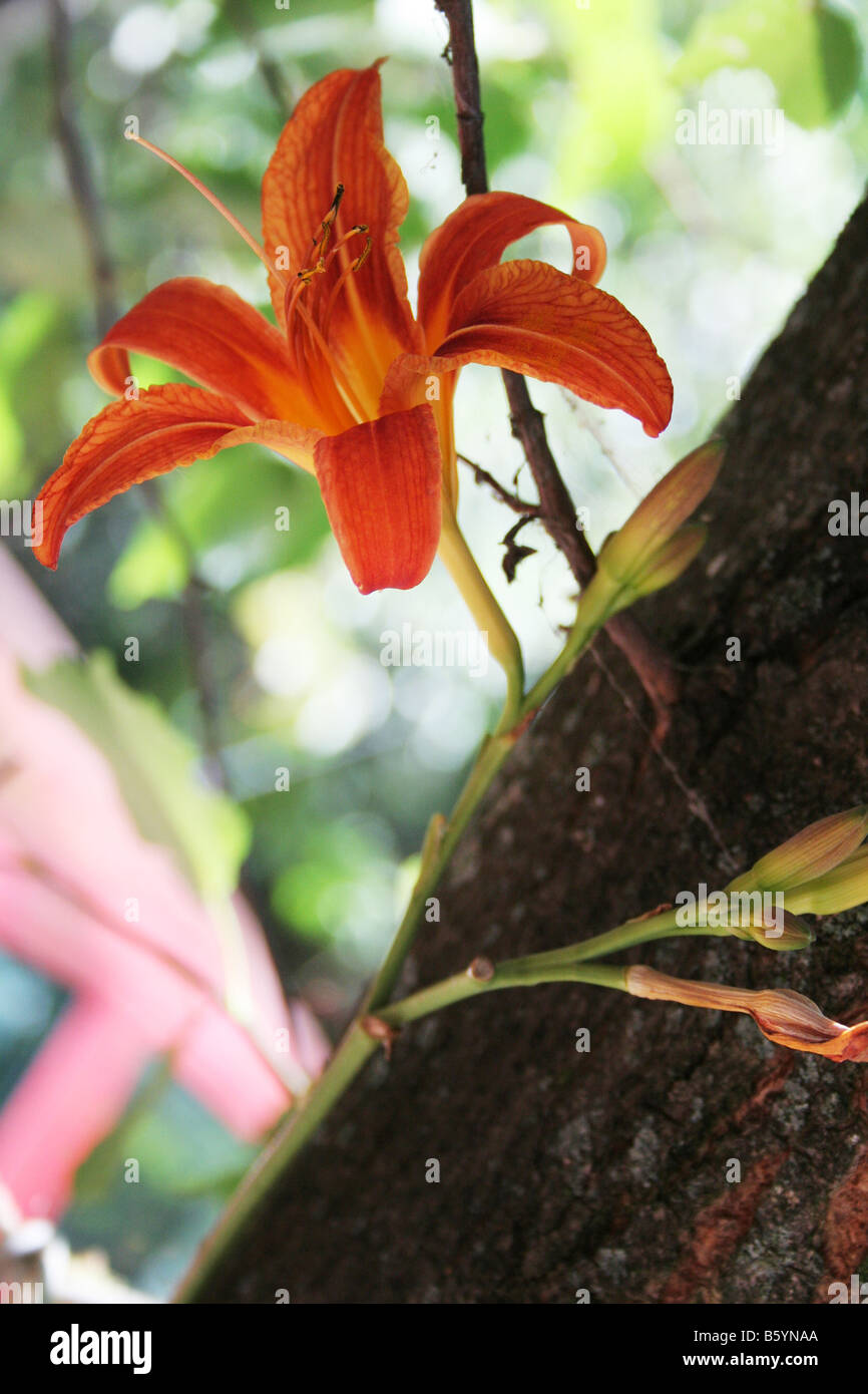 Lis d'arbre Banque de photographies et d’images à haute résolution - Alamy
