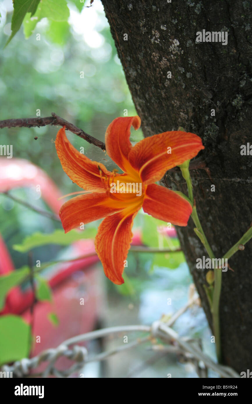 Lis d'arbre Banque de photographies et d’images à haute résolution - Alamy