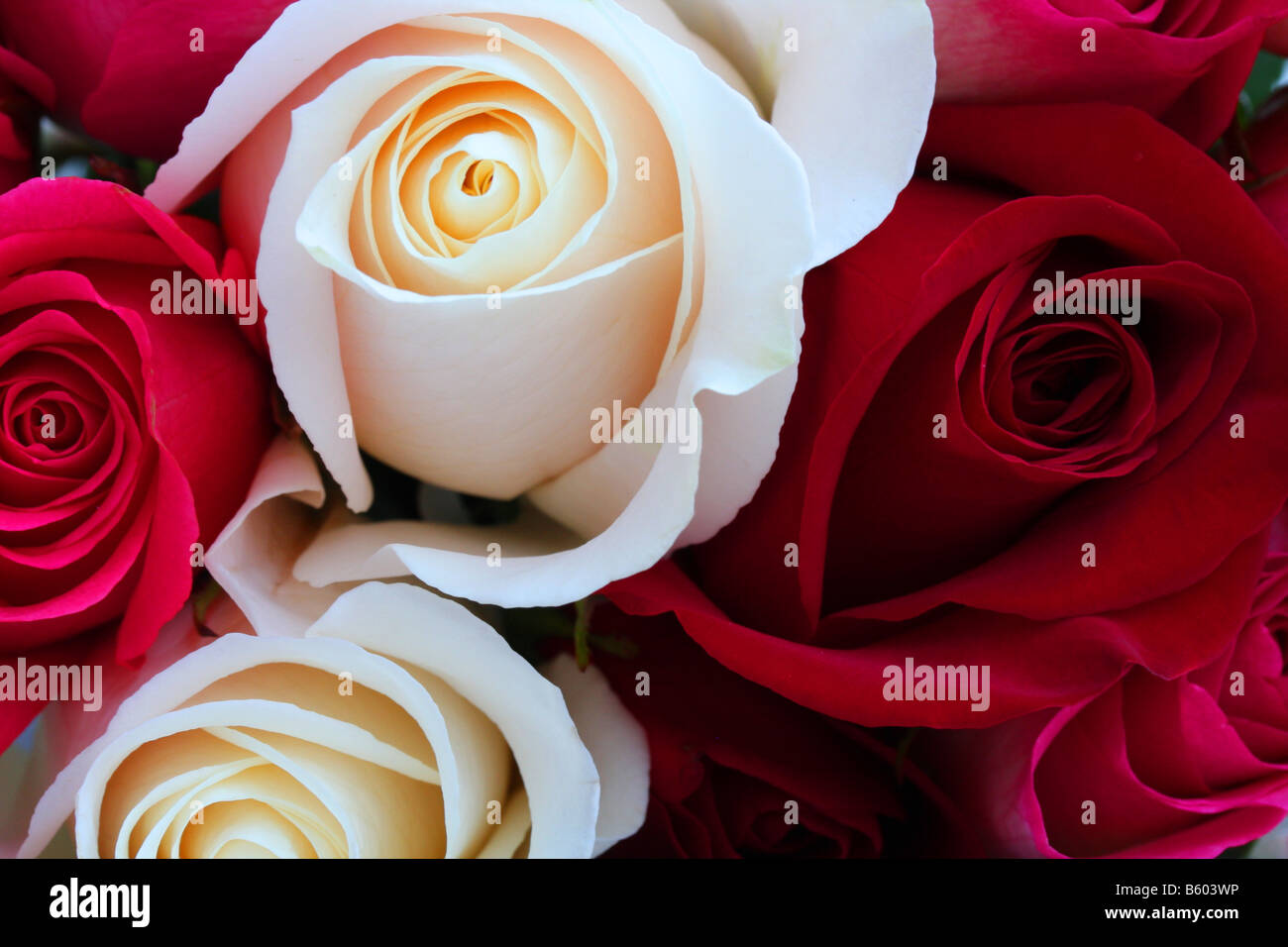 Roses rouges images Banque de photographies et d’images à haute ...