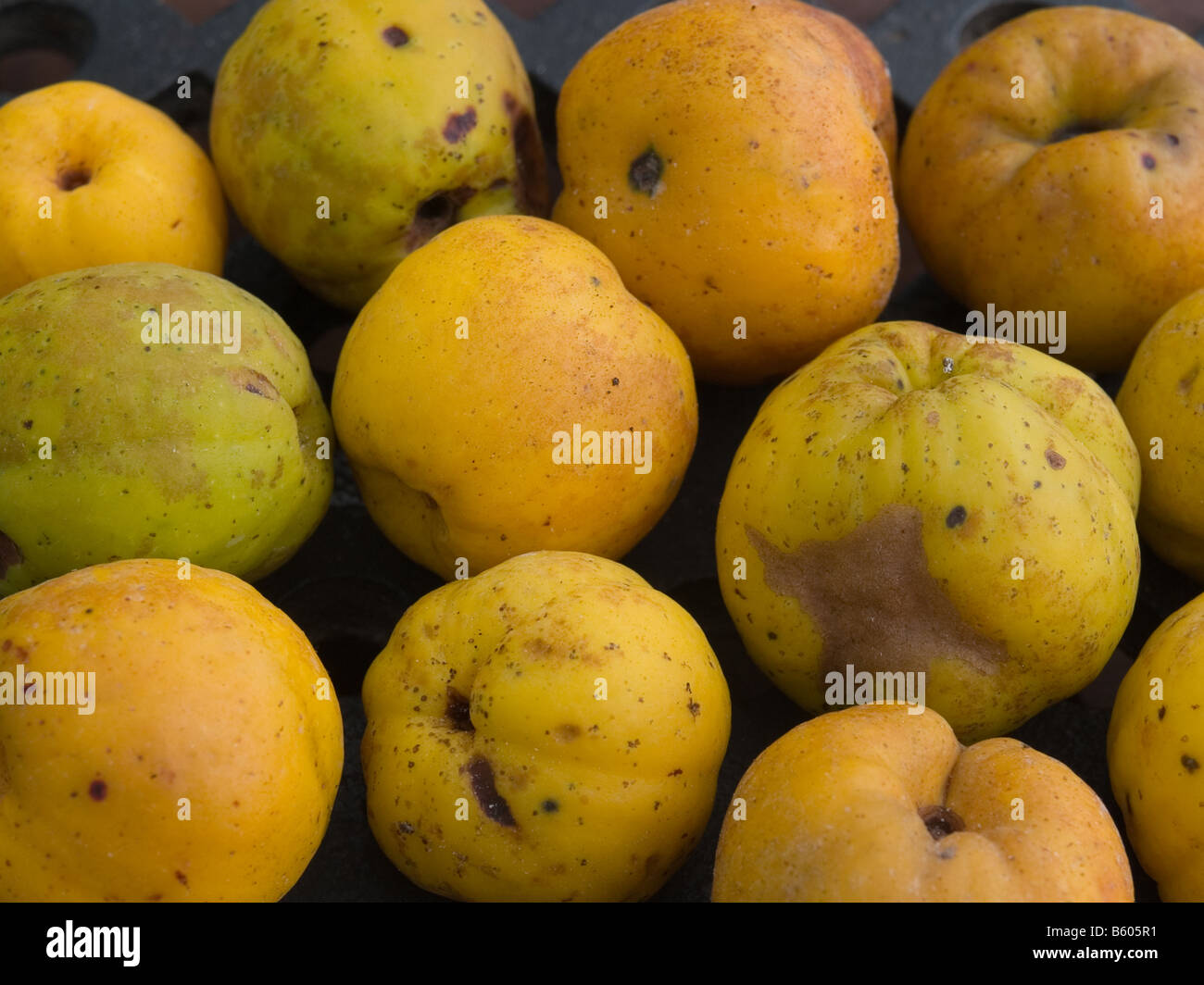 Jaune coing Banque de photographies et d’images à haute résolution - Alamy