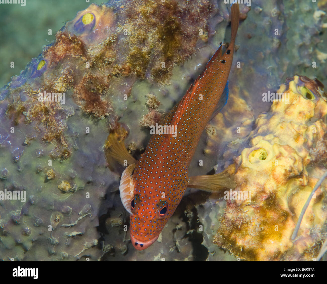 Parasite des poissons de mer Banque de photographies et d’images à ...