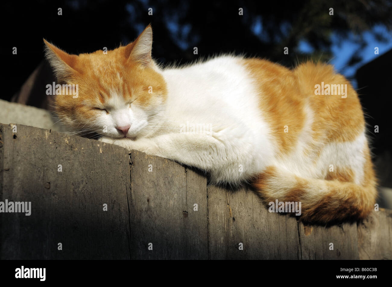 Chat qui dort Banque de photographies et d’images à haute résolution ...