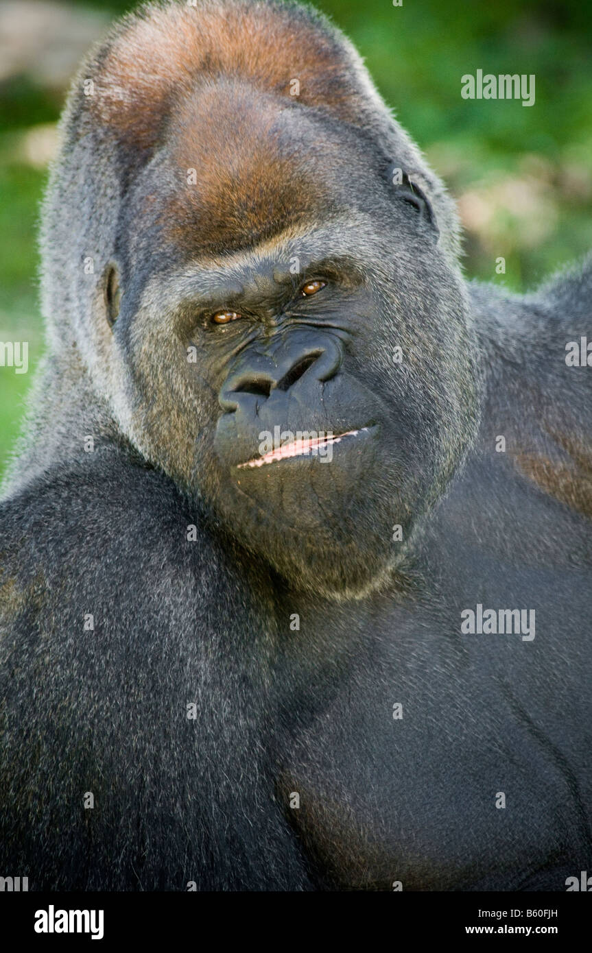 Silverback gorilla teeth Banque de photographies et d’images à haute ...