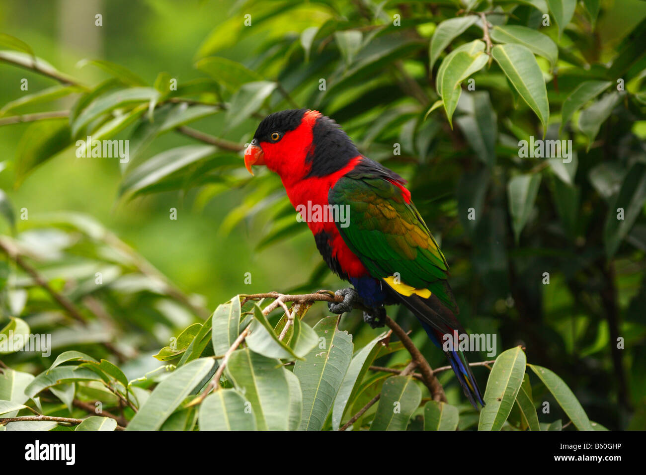 Black lory Banque de photographies et d’images à haute résolution - Alamy