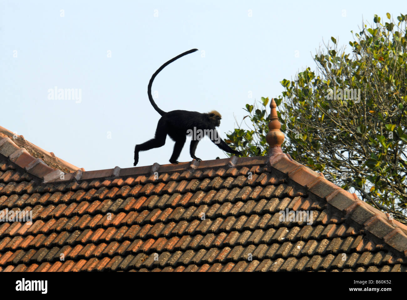 Trachypithecus johnii nilgiri langur Banque de photographies et d ...