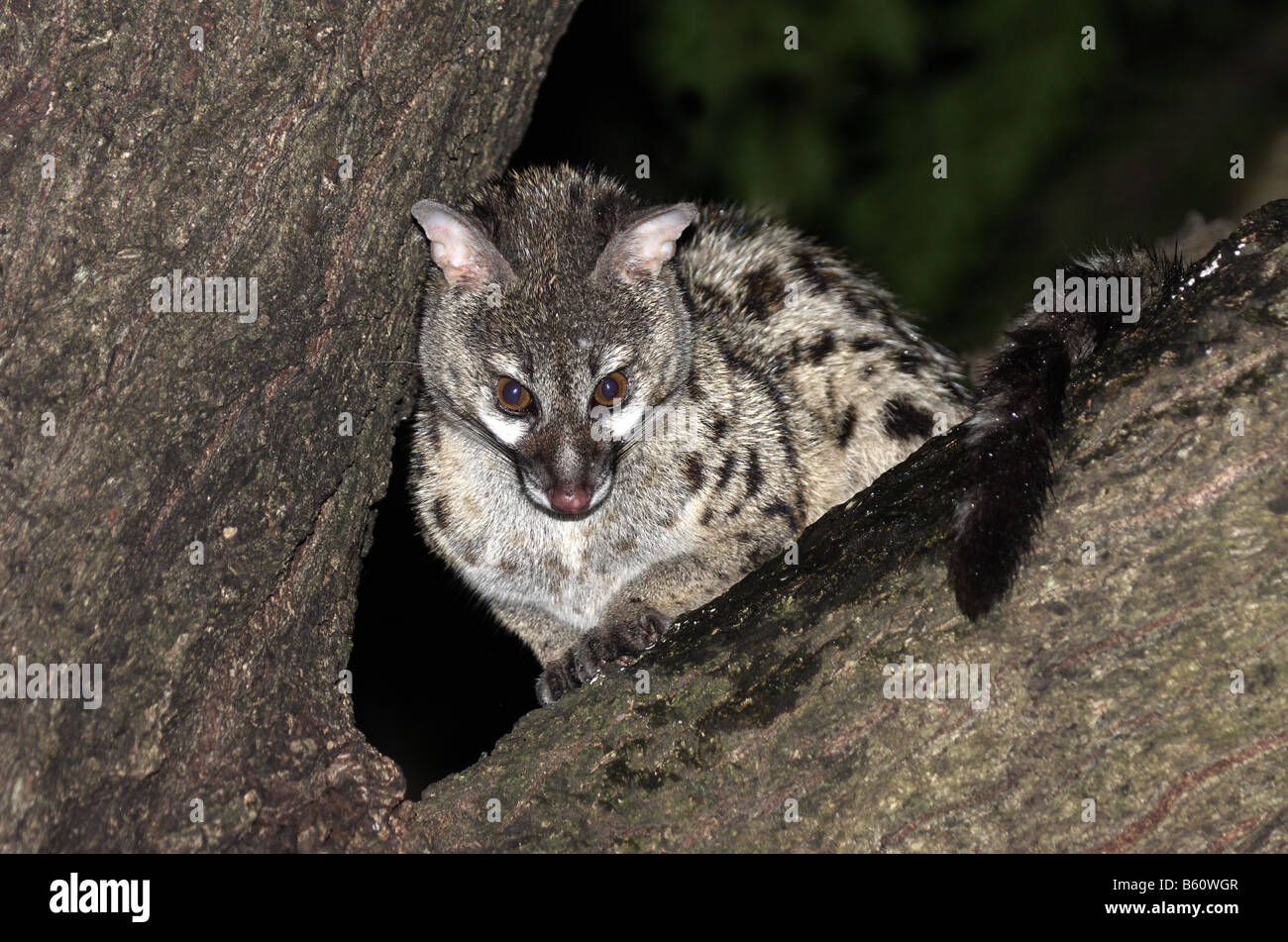 Genette commune Banque de photographies et d’images à haute résolution ...