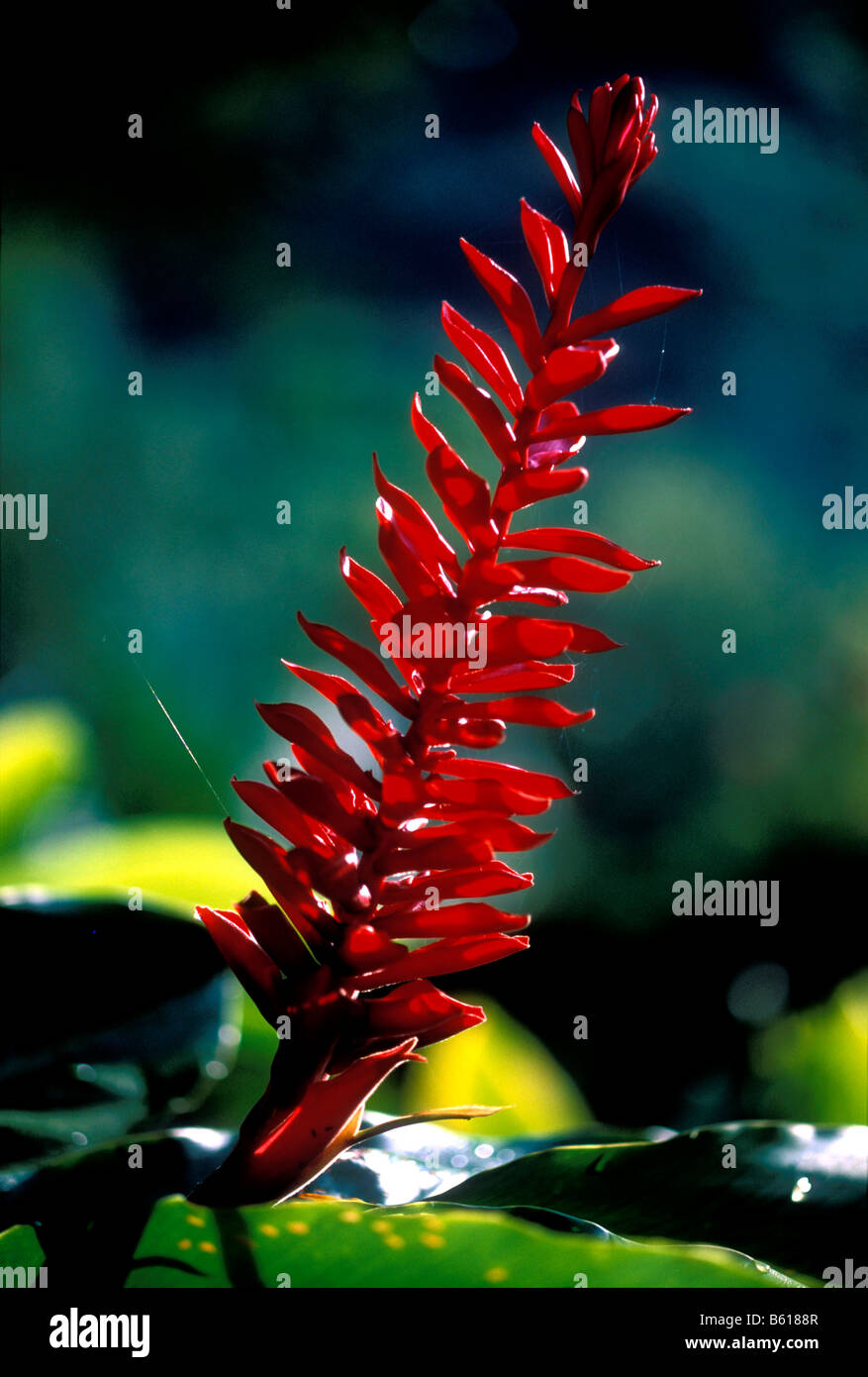 Red Ginger, Plume d'autruche ou cône Rose Alpinia purpurata (gingembre ...
