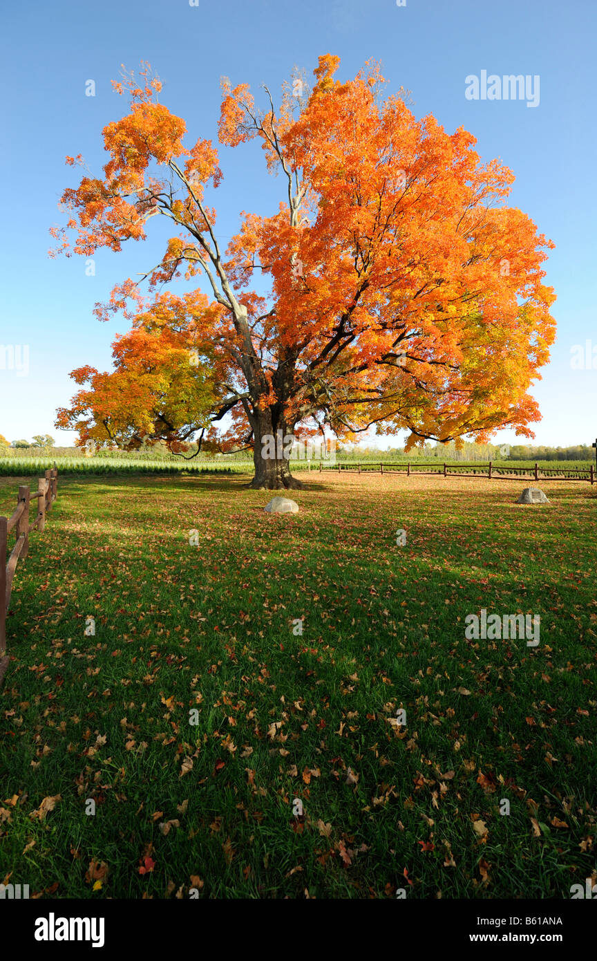 Érable à sucre confort plus vieux de 500 ans Canada Région du Niagara ...