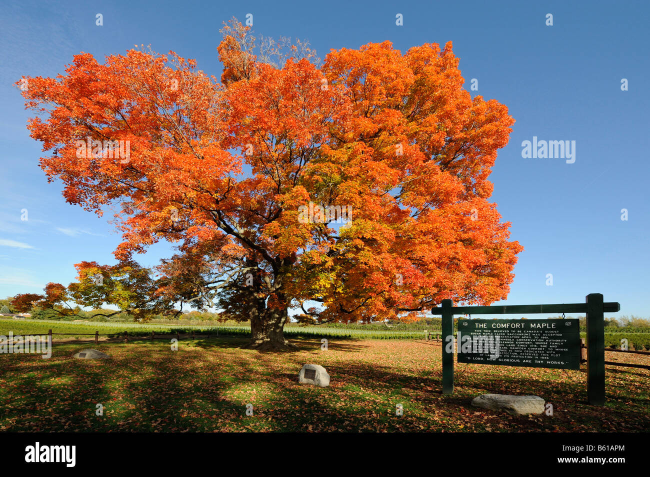 Érable à sucre confort plus vieux de 500 ans Canada Région du Niagara ...