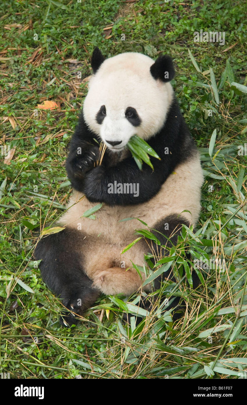 Panda géant Banque de photographies et d’images à haute résolution - Alamy