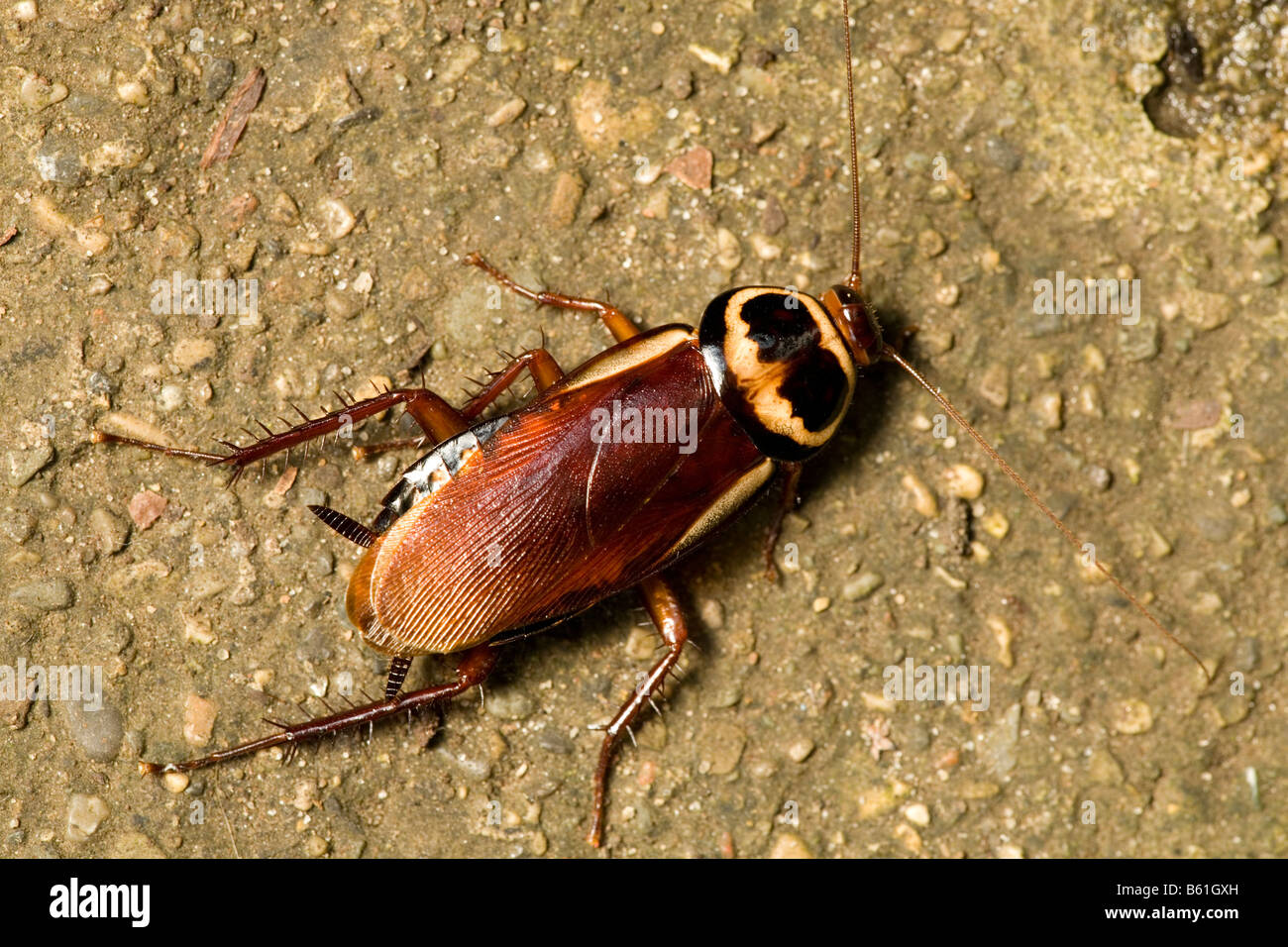 Cafard australien Banque de photographies et d’images à haute ...