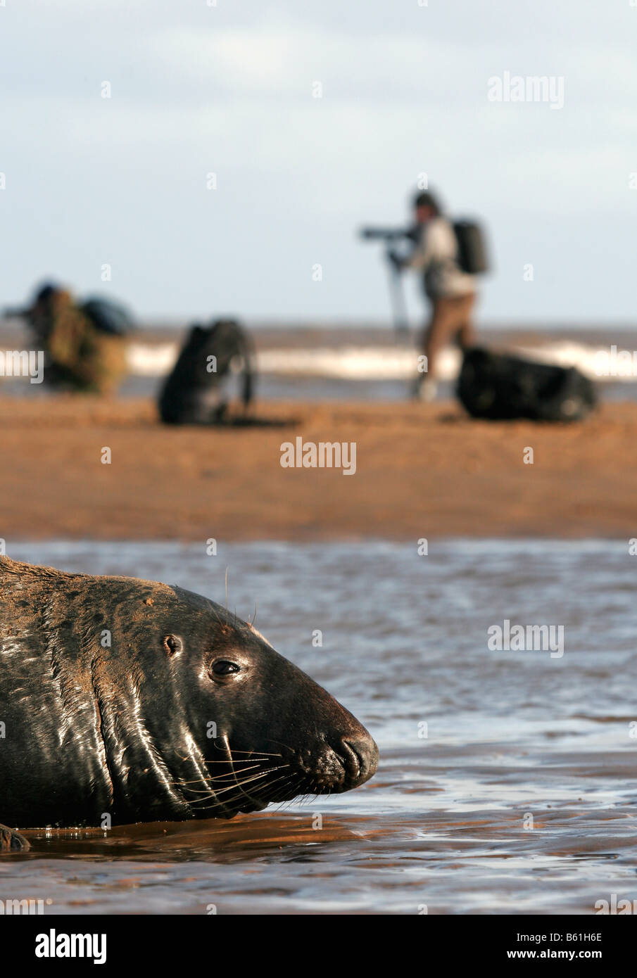 Photographier des phoques Banque de photographies et d’images à haute ...