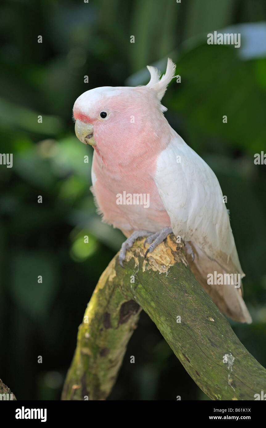 Pink cockatoo Banque de photographies et d’images à haute résolution ...