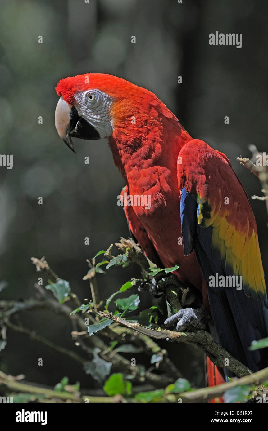 Aras australien Banque de photographies et d’images à haute résolution ...