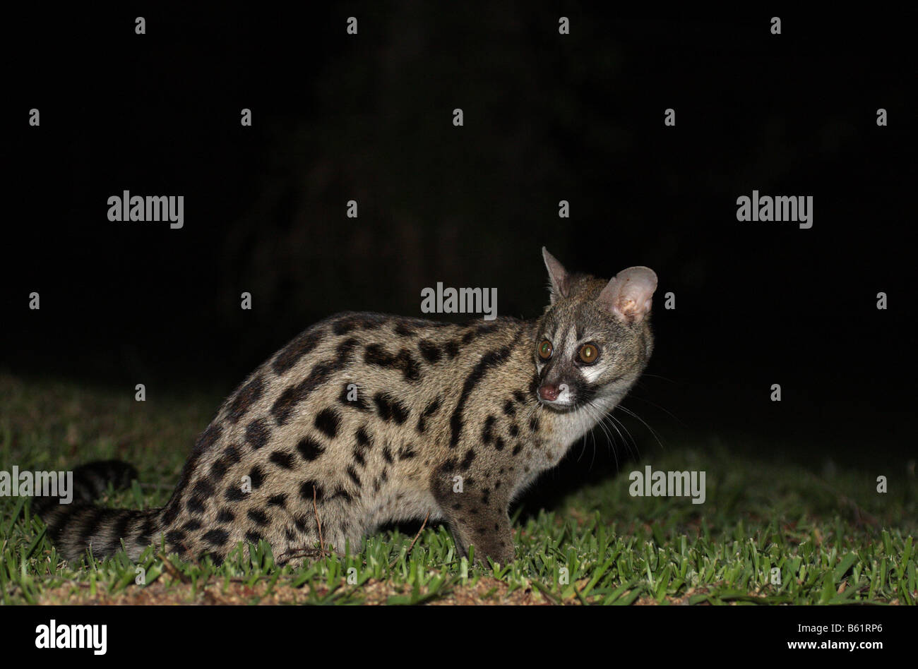 Genette commune Banque de photographies et d’images à haute résolution ...