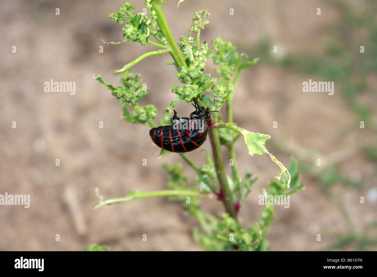 Blister beetle meloidae Banque de photographies et d’images à haute ...