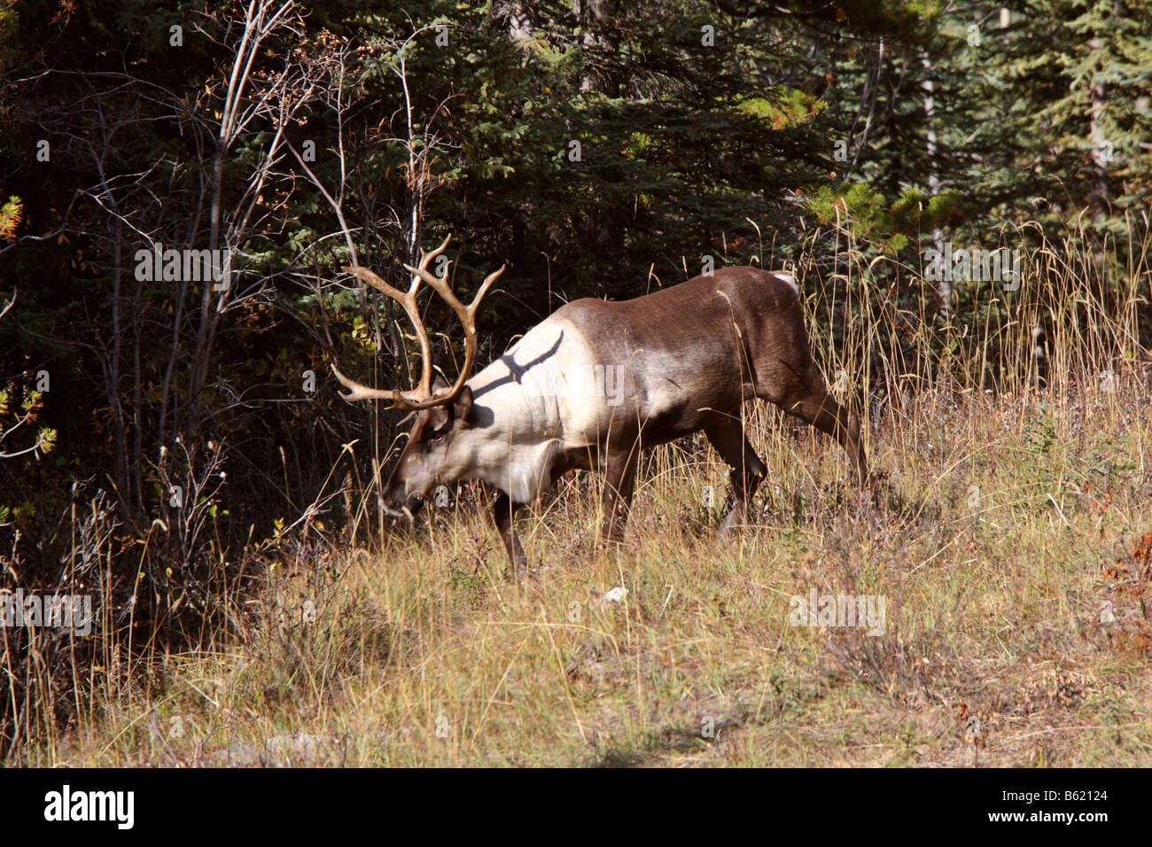 Caribou des bois femelle Banque de photographies et d’images à haute ...