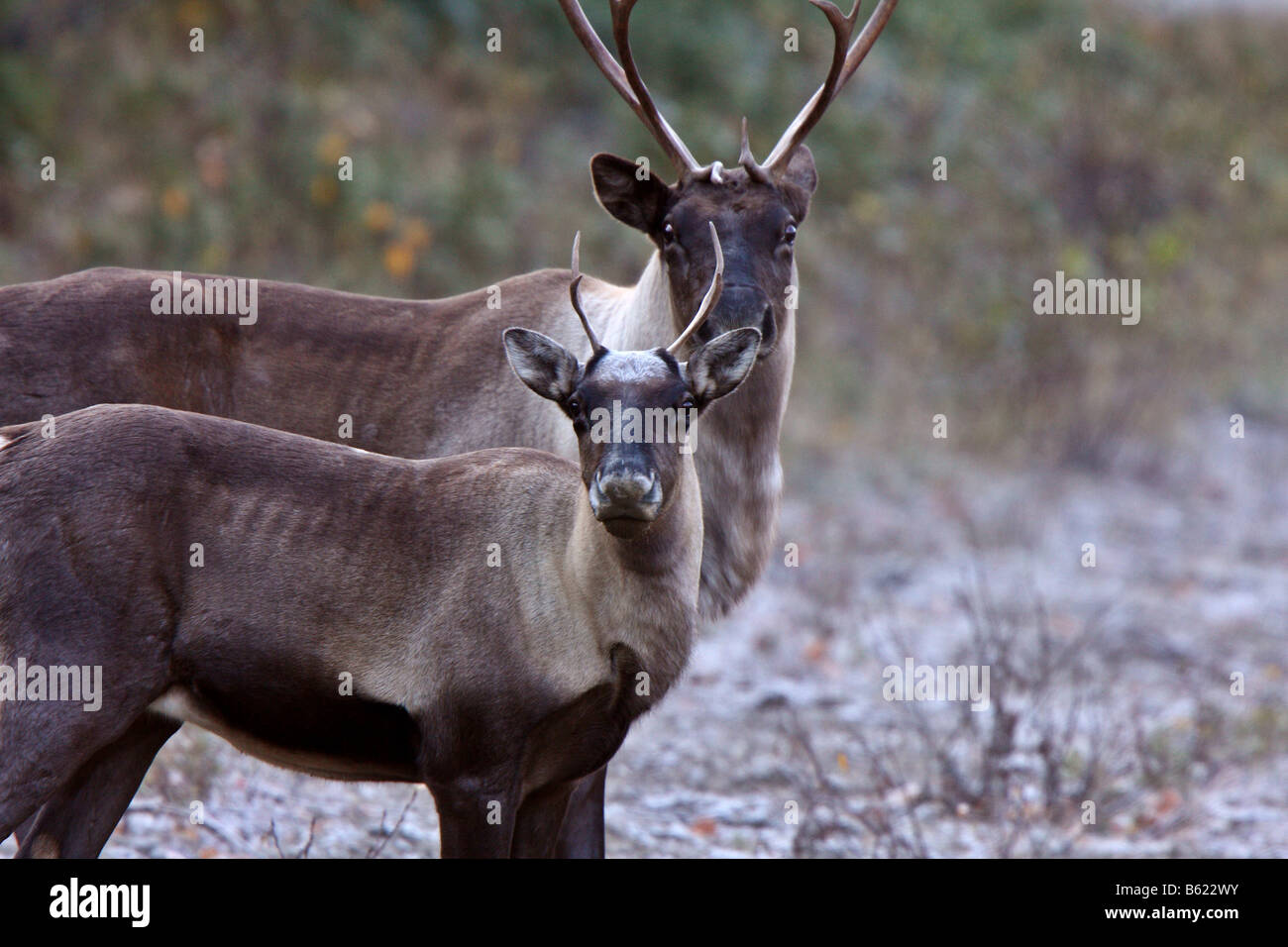 Female woodland caribou Banque de photographies et d’images à haute ...