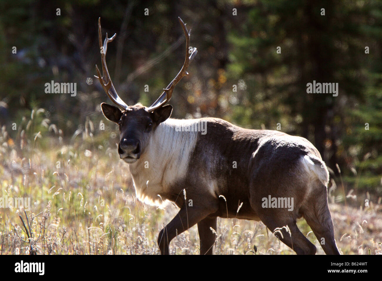 Caribou des bois femelle Banque de photographies et d’images à haute ...