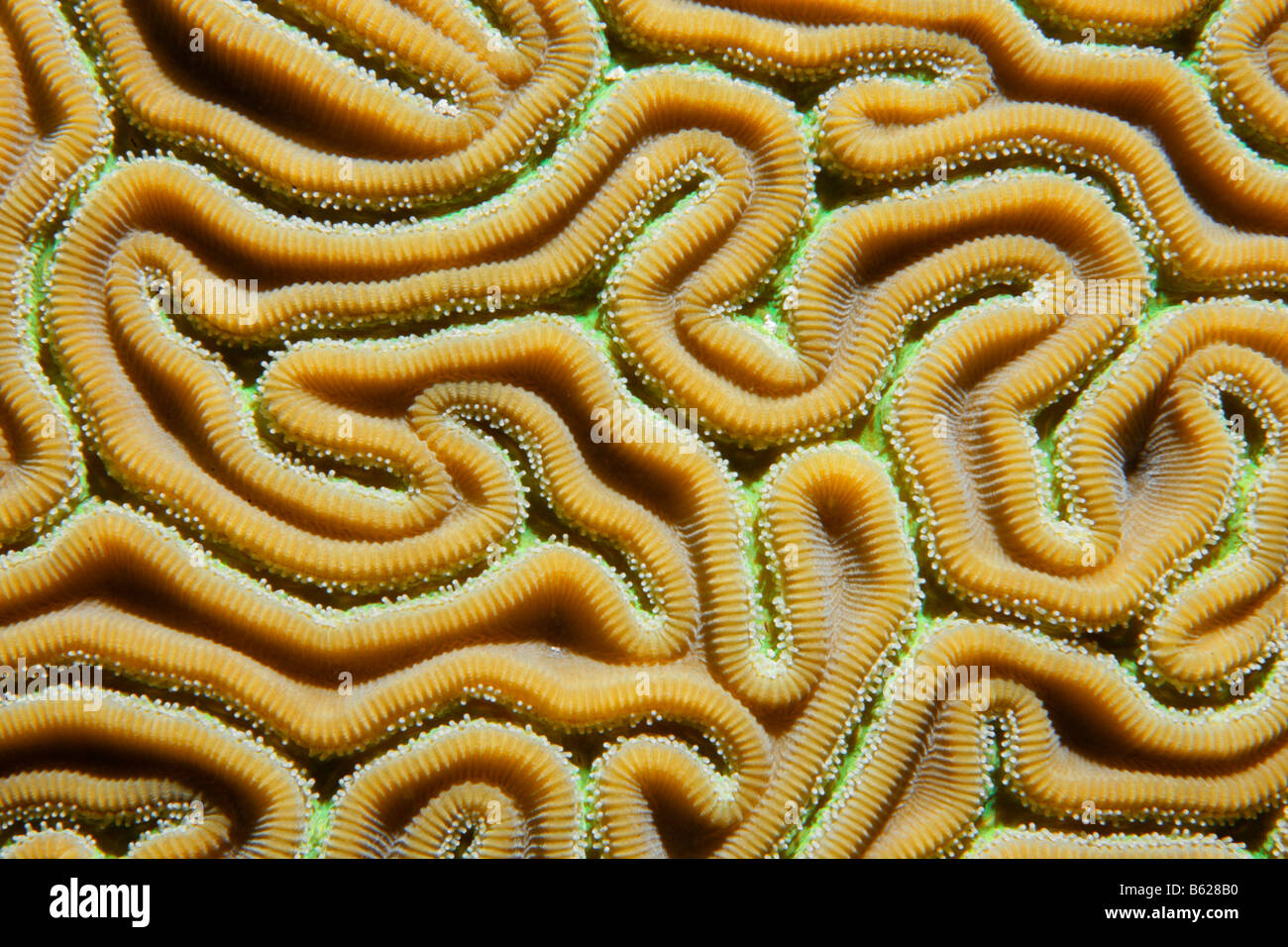 Détail graphique des torsades et polypes de corail cerveau rainuré ...