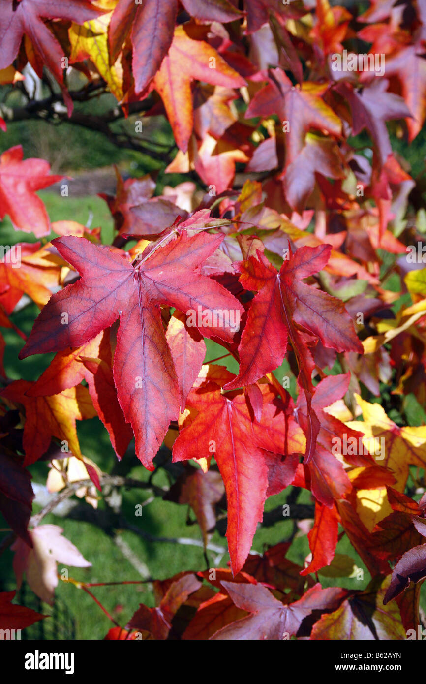 Liquidambar styraciflua leaf Banque de photographies et d’images à haute résolution - Alamy