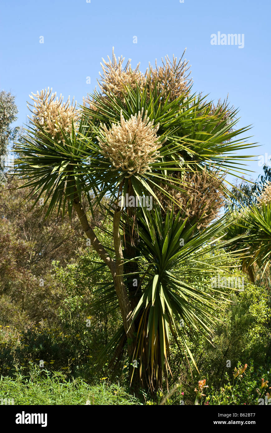 Giant yucca Banque de photographies et d’images à haute résolution - Alamy