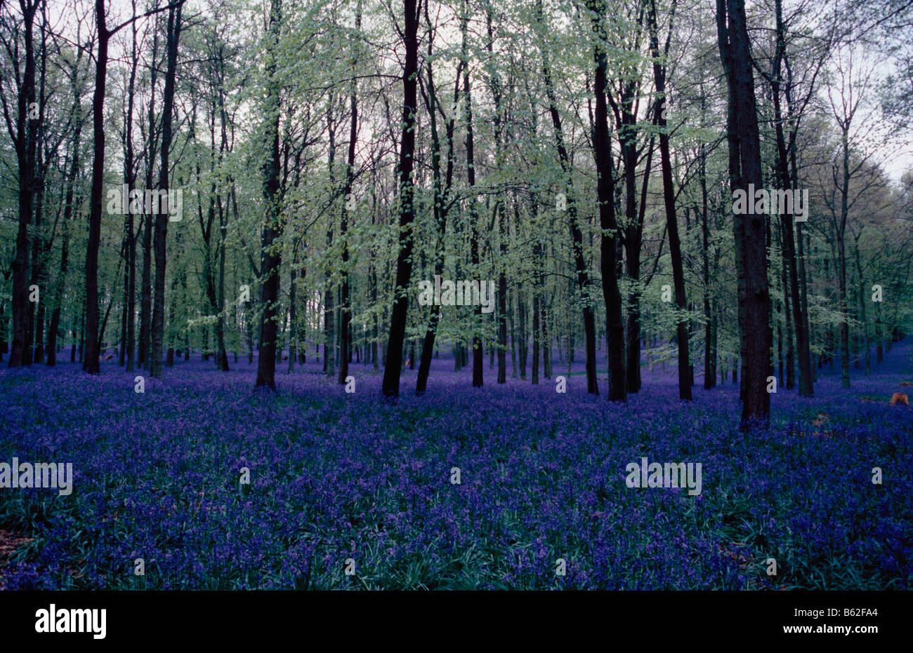 Ashridge woods Banque de photographies et d’images à haute résolution ...