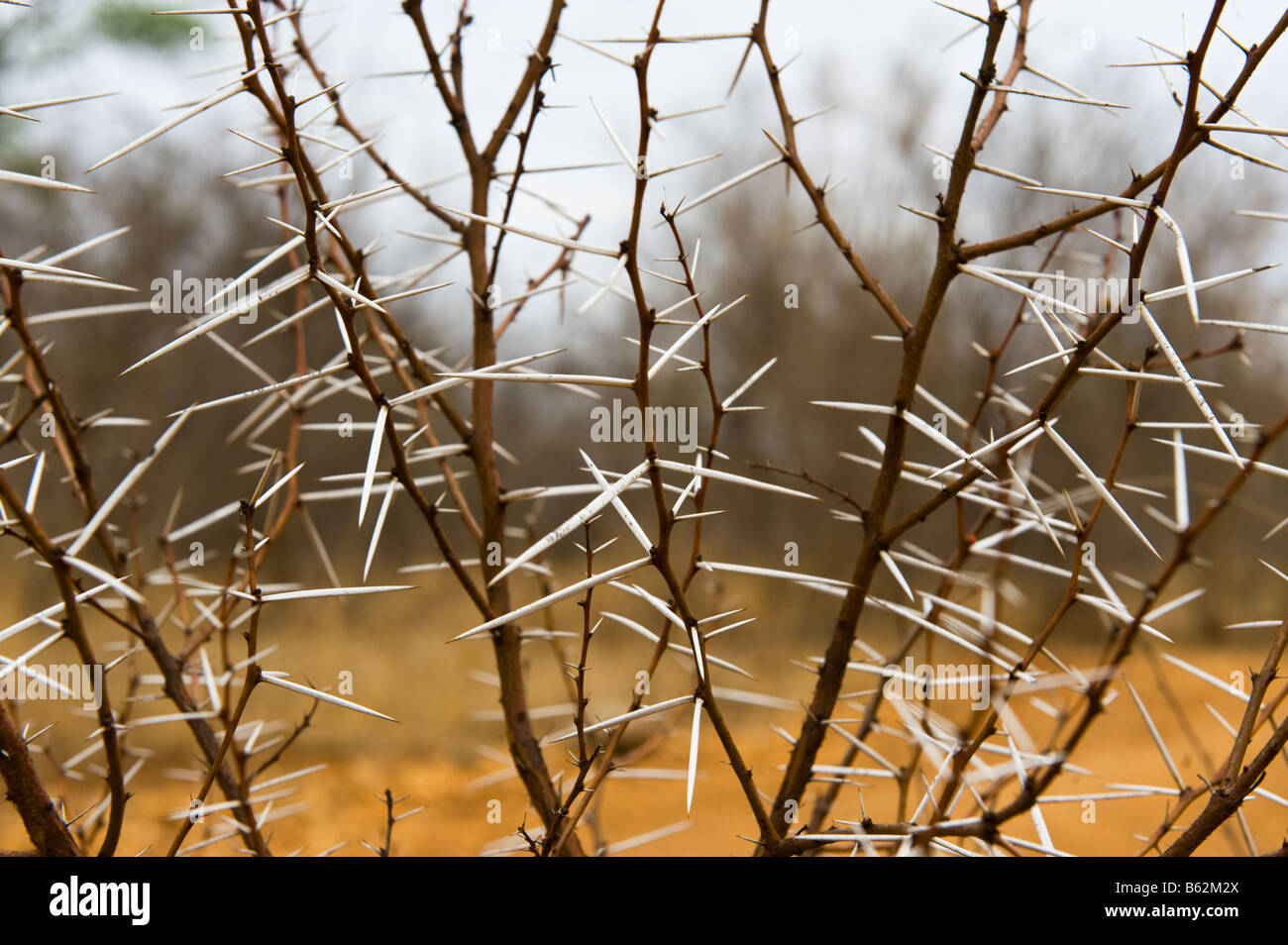 Spike wattle Banque de photographies et d’images à haute résolution - Alamy