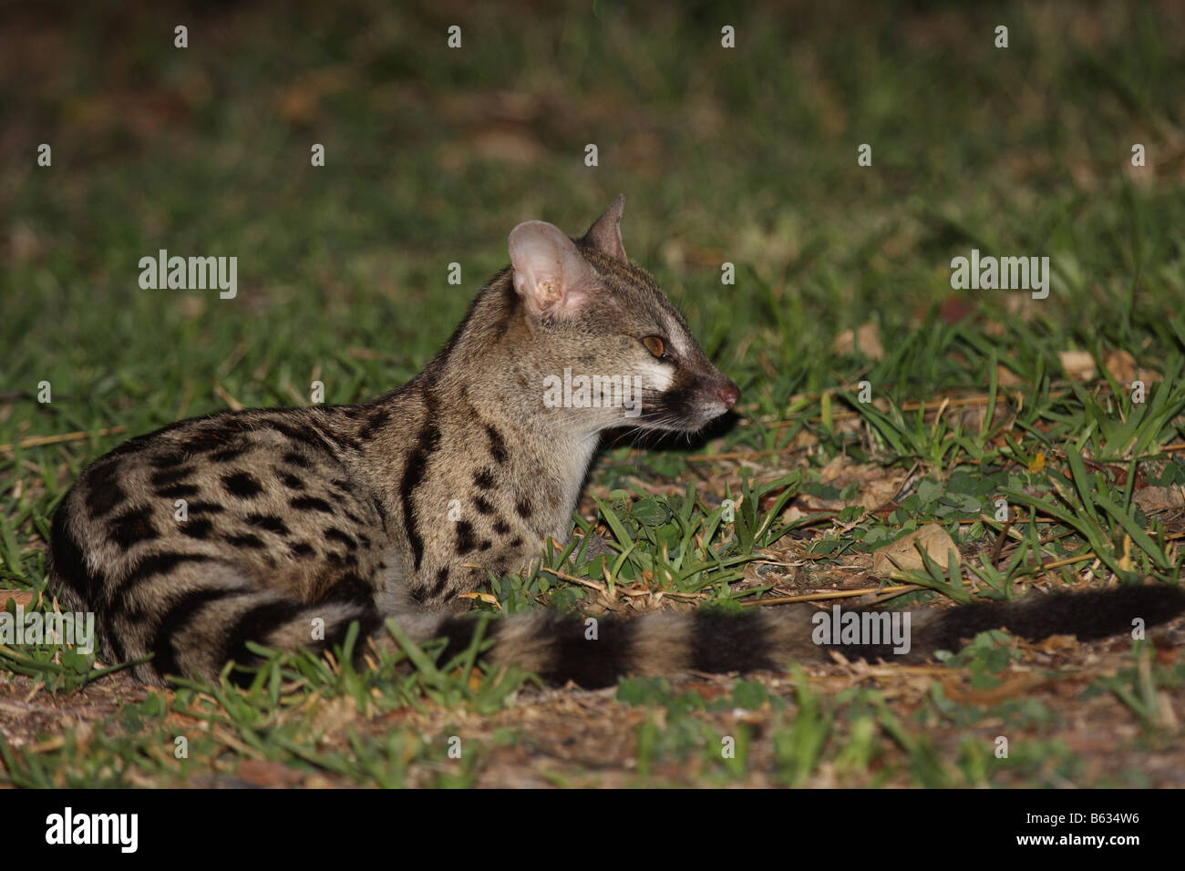 Genette commune Banque de photographies et d’images à haute résolution ...