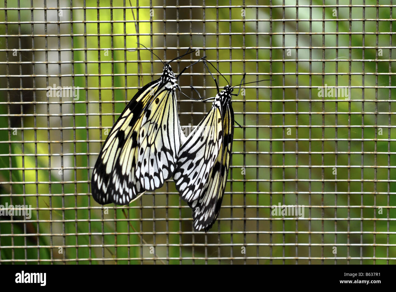 Parc de papillons sentosa Banque de photographies et d’images à haute ...