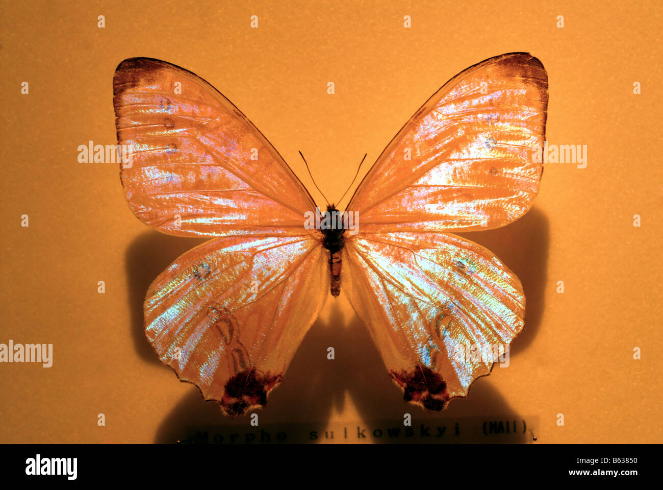 Parc de papillons sentosa Banque de photographies et d’images à haute ...