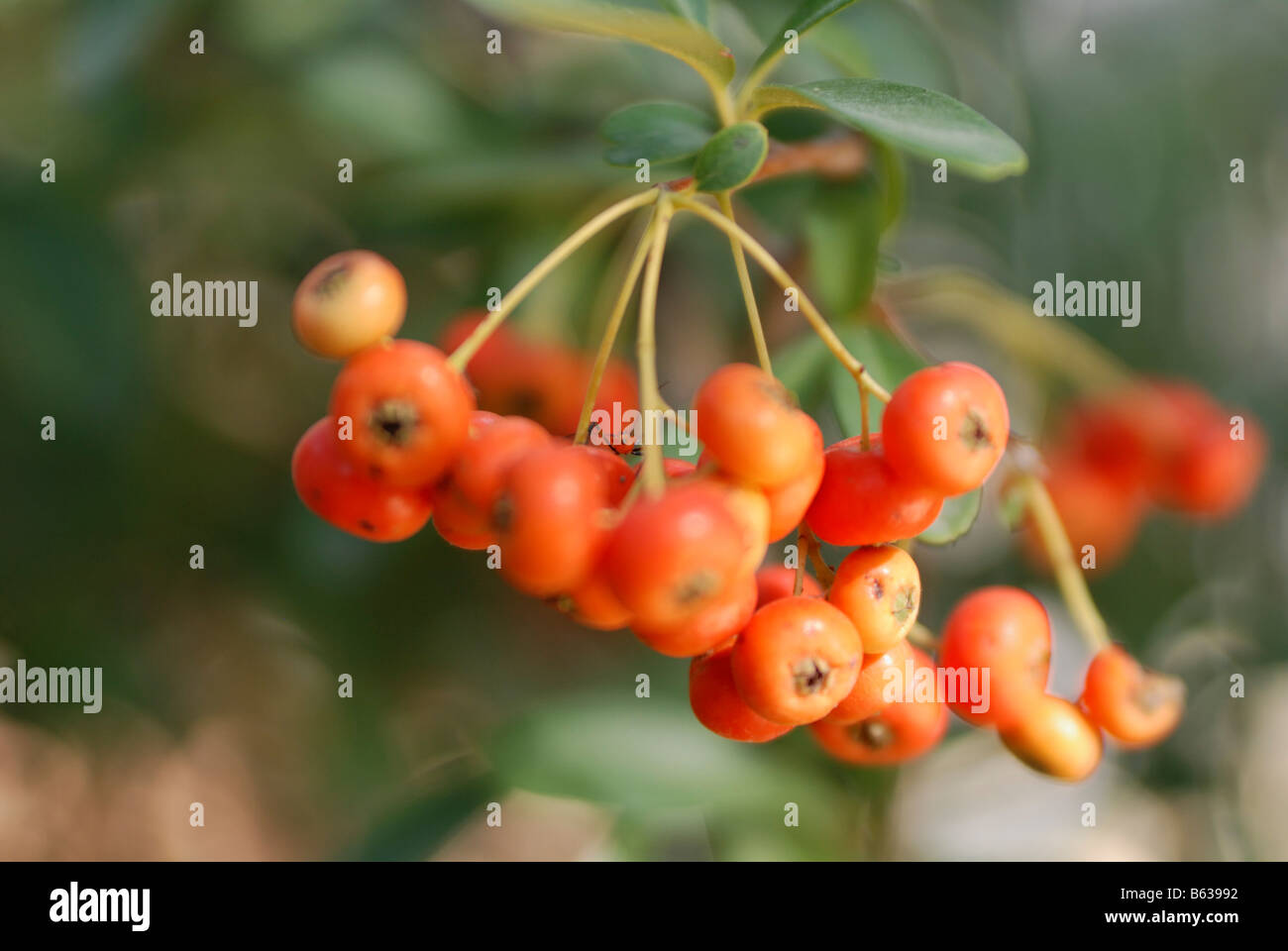 Petite araignée rouge Banque de photographies et d’images à haute ...