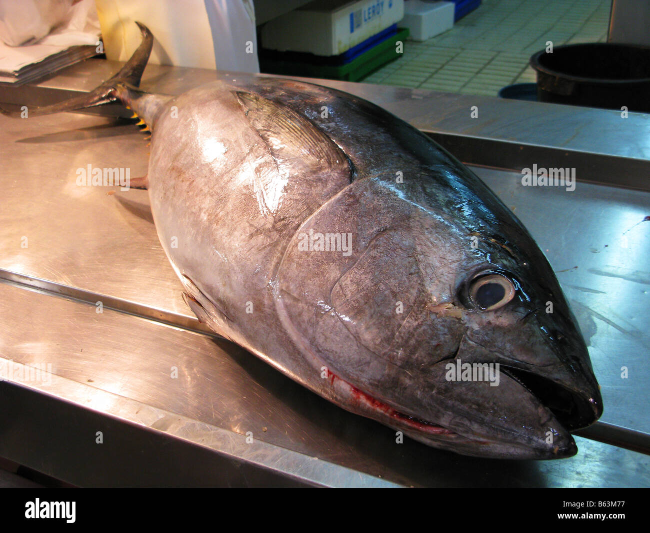 Thon sur la dalle dans une poissonnerie Banque de photographies et d ...