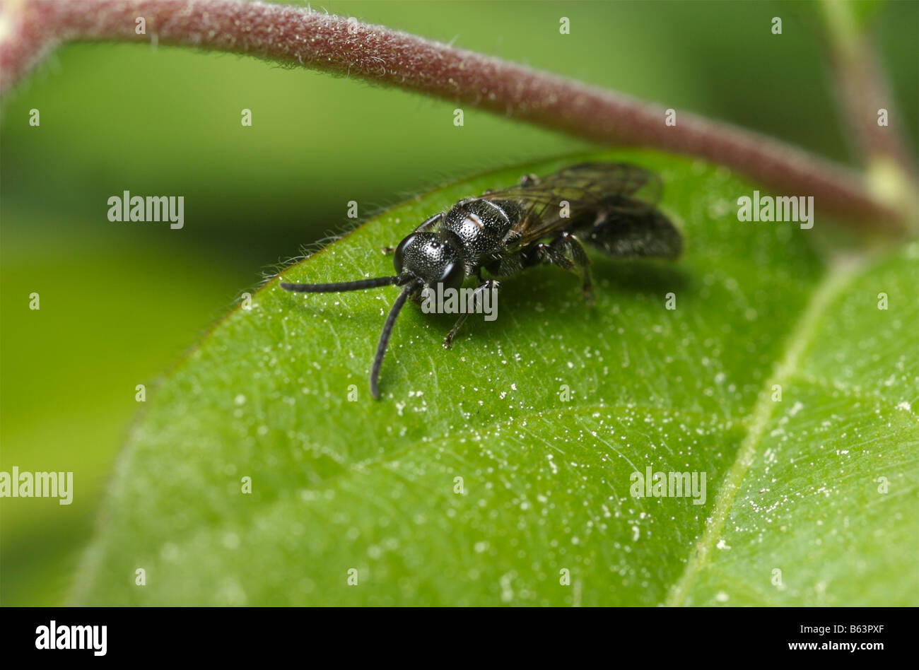 Petit noir Tiphiid wasp, Tiphia sp, sur une feuille verte Photo Stock ...