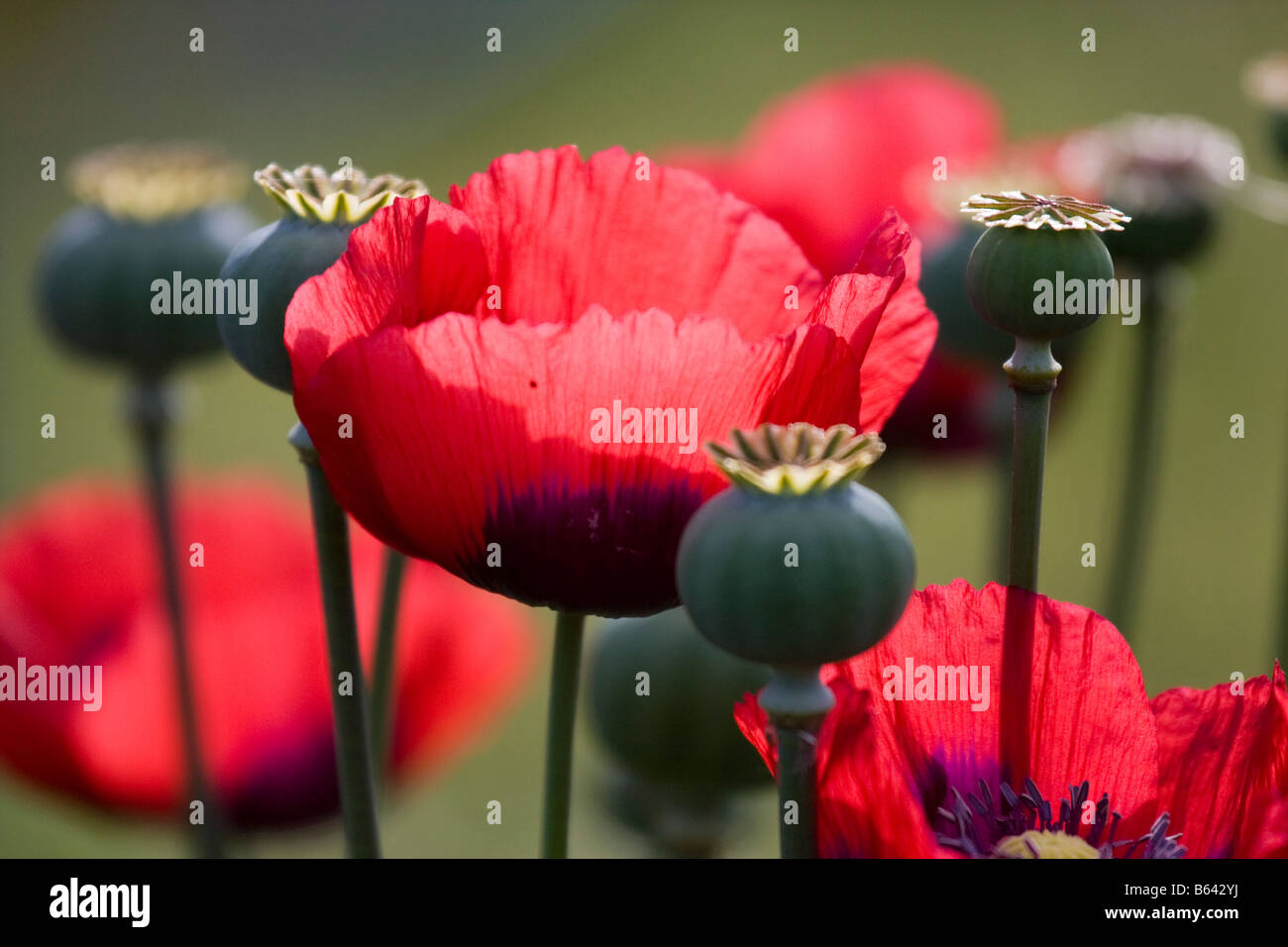 Coquelicot rouge Banque de photographies et d’images à haute résolution ...