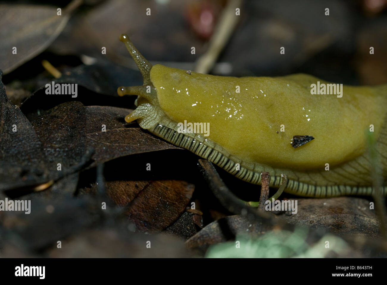 Limace de banane Banque de photographies et d’images à haute résolution ...