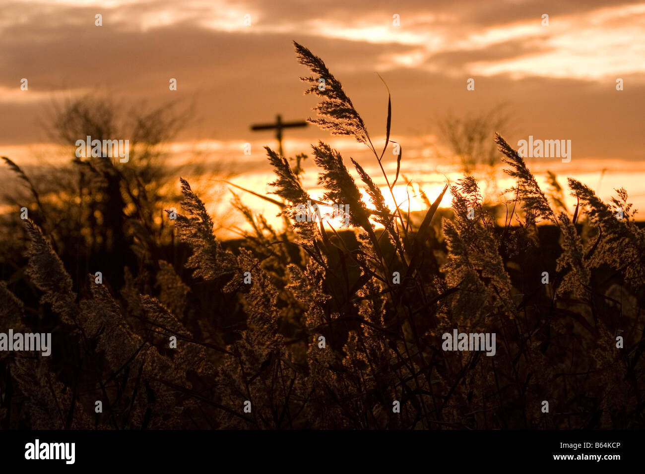 Inflorescence des roseaux Banque de photographies et d’images à haute ...