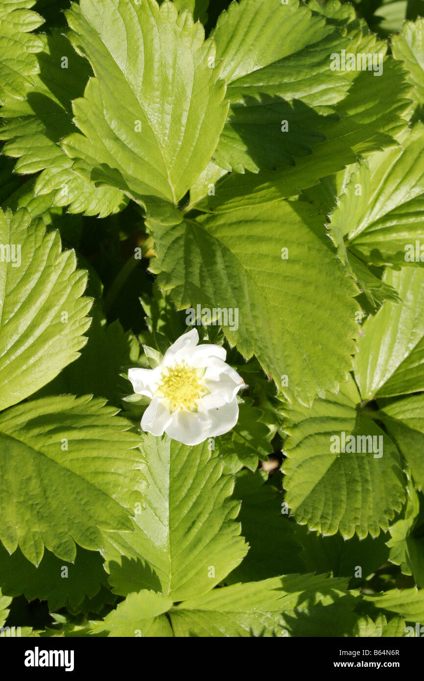 Fraisier fleur et fruit Banque de photographies et d’images à haute ...