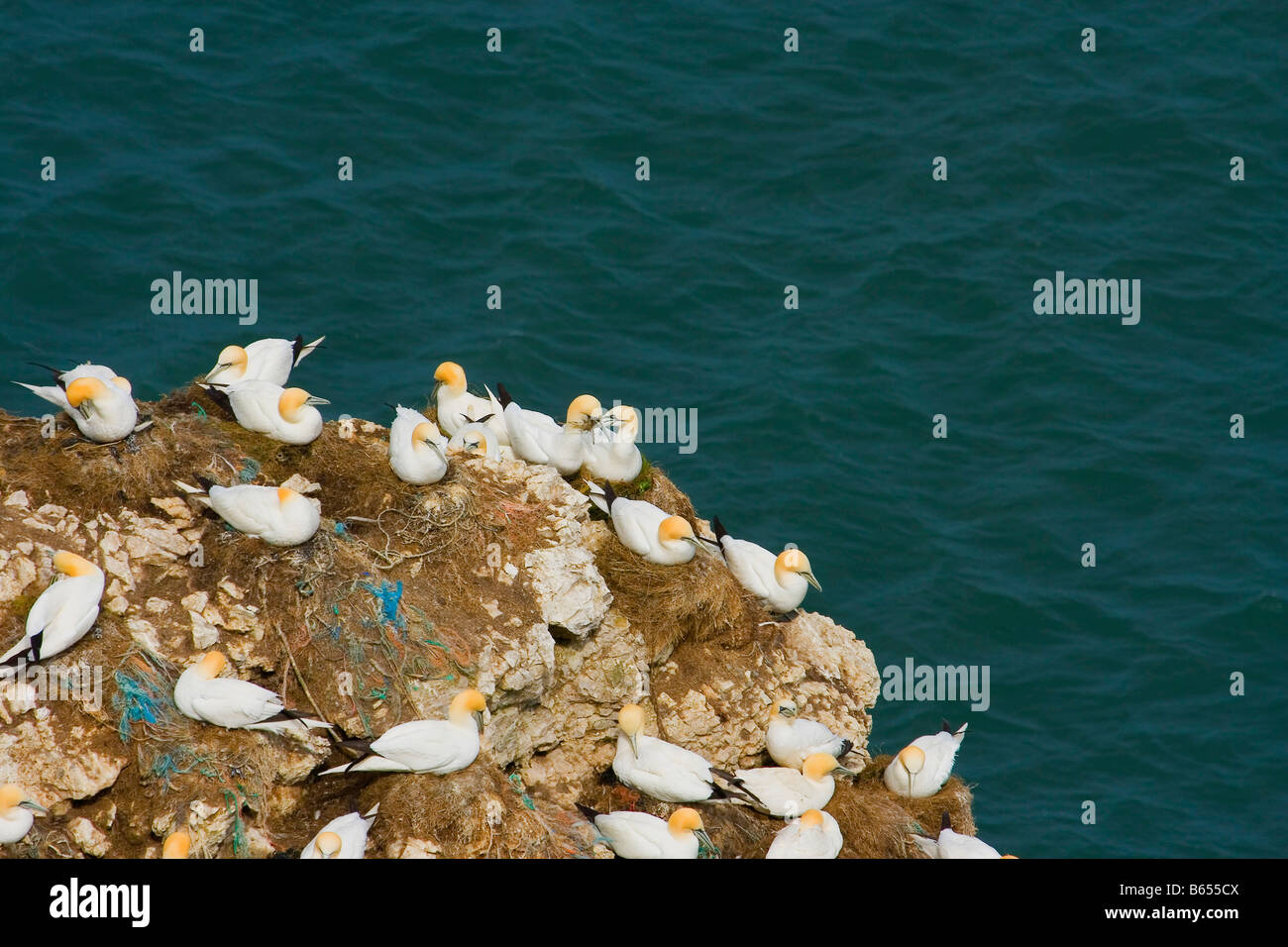 Nids d'oiseaux marins Banque de photographies et d’images à haute ...